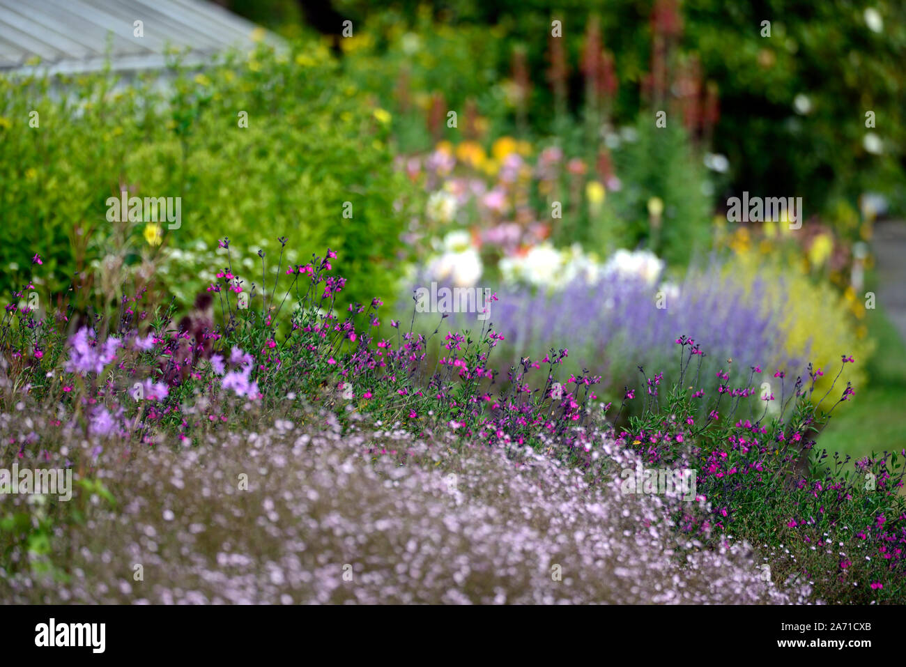 Salvia x jamensis Raspberry Royale,purple red,sage,sages,flower,flowers ...