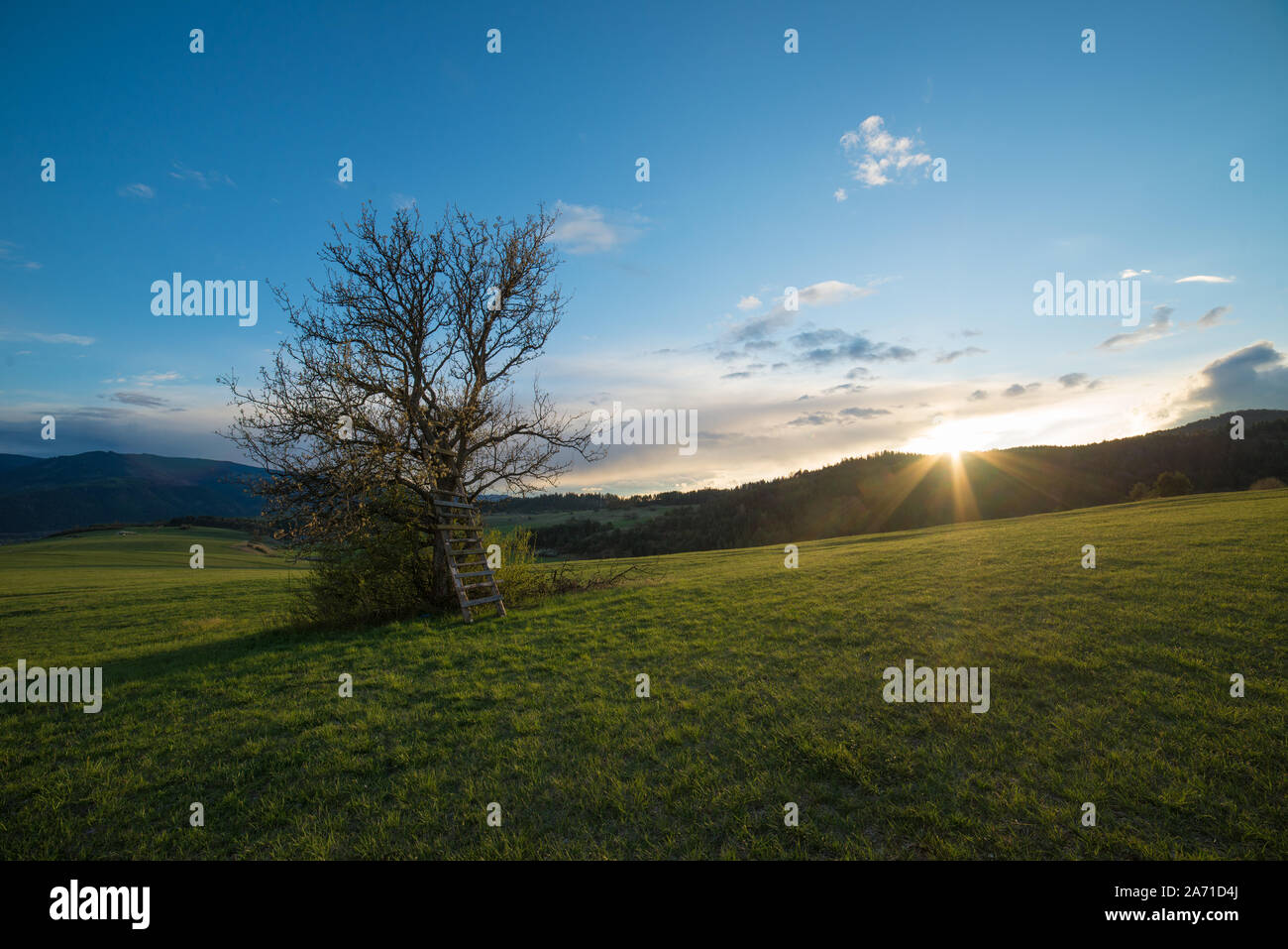 Pear tree with ladder hi-res stock photography and images - Alamy