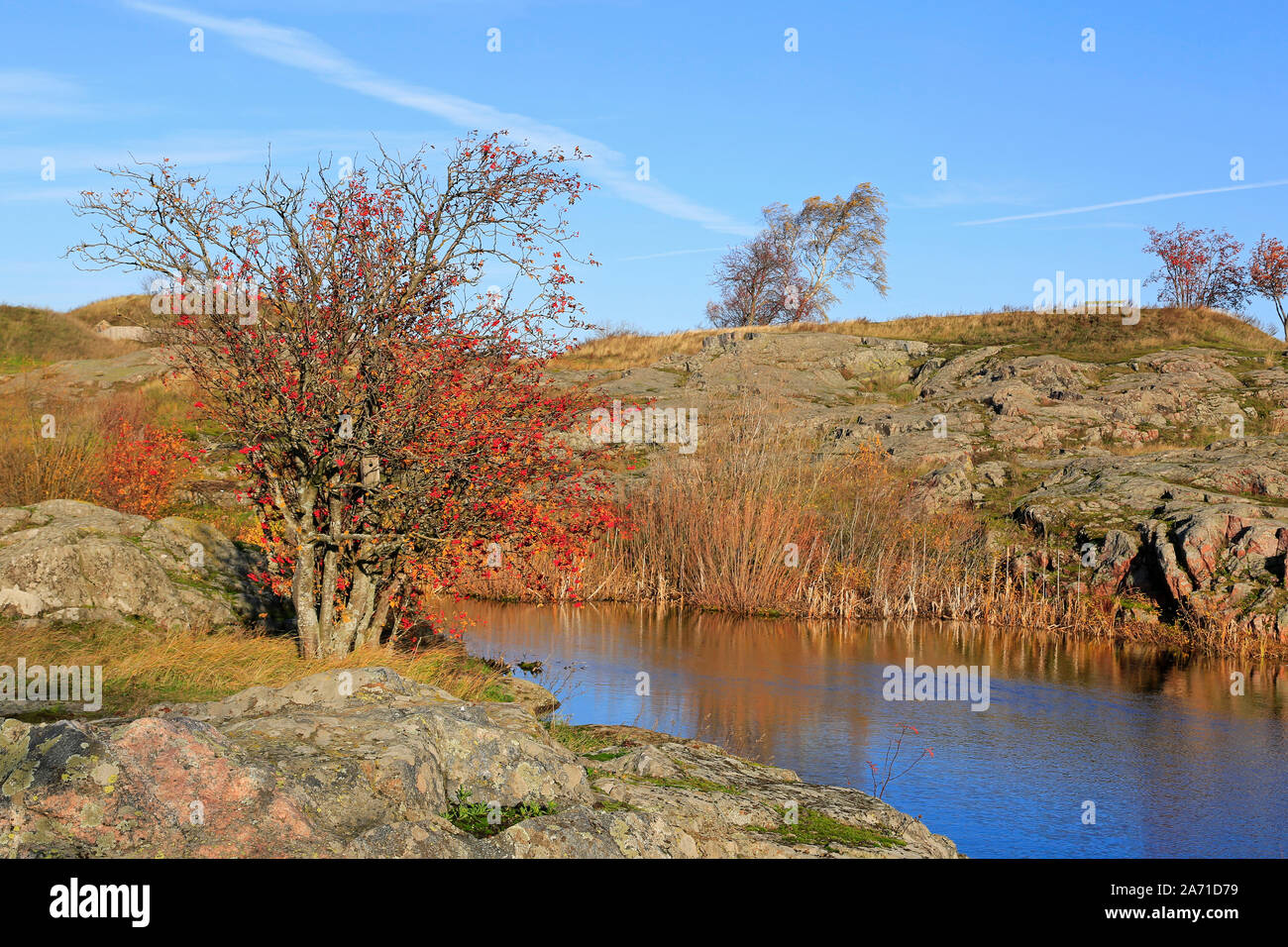 Autumnal landscape with small Rowan tree, Sorbus aucuparia, with red ...