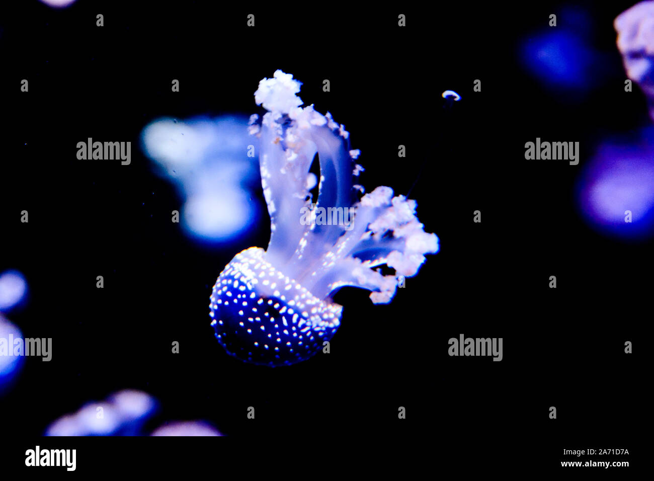 Photo Picture of Some Jellyfish Dangerous Poisonous Medusa Stock Photo ...