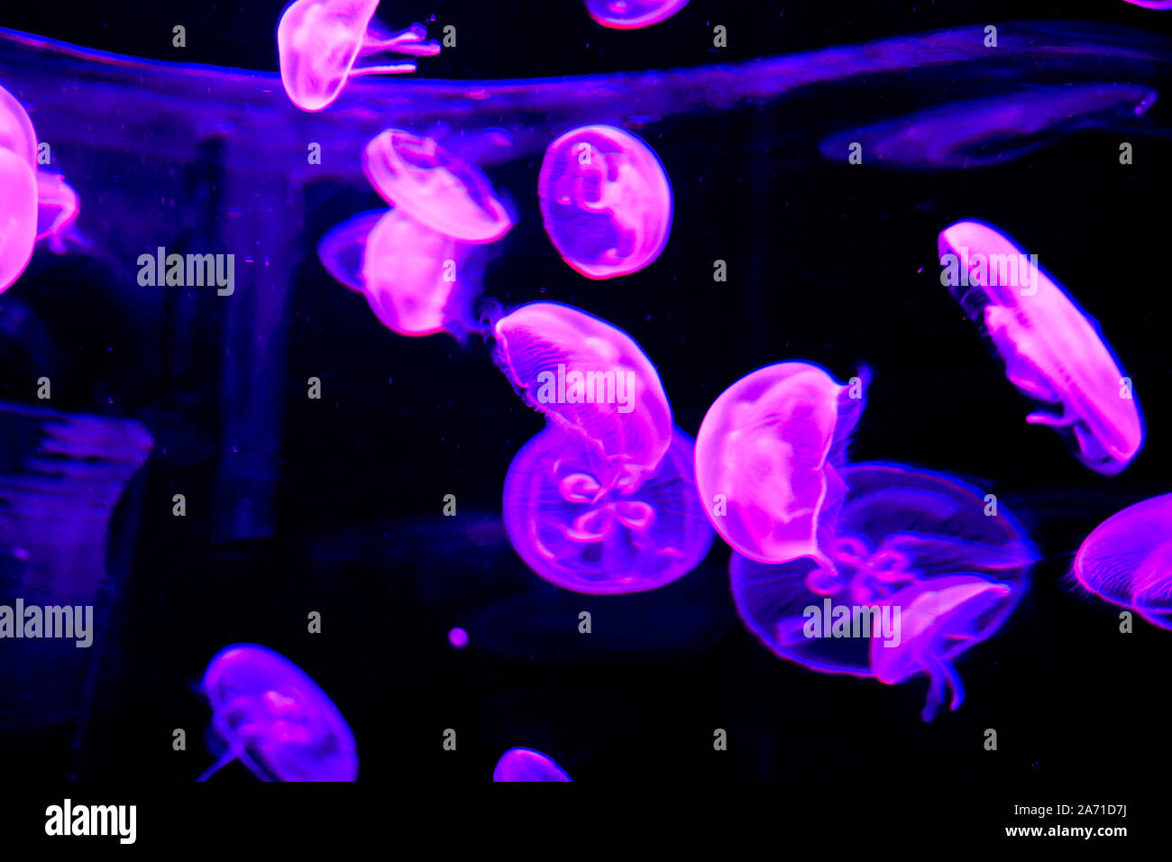 Photo Picture of Some Jellyfish Dangerous Poisonous Medusa Stock Photo ...