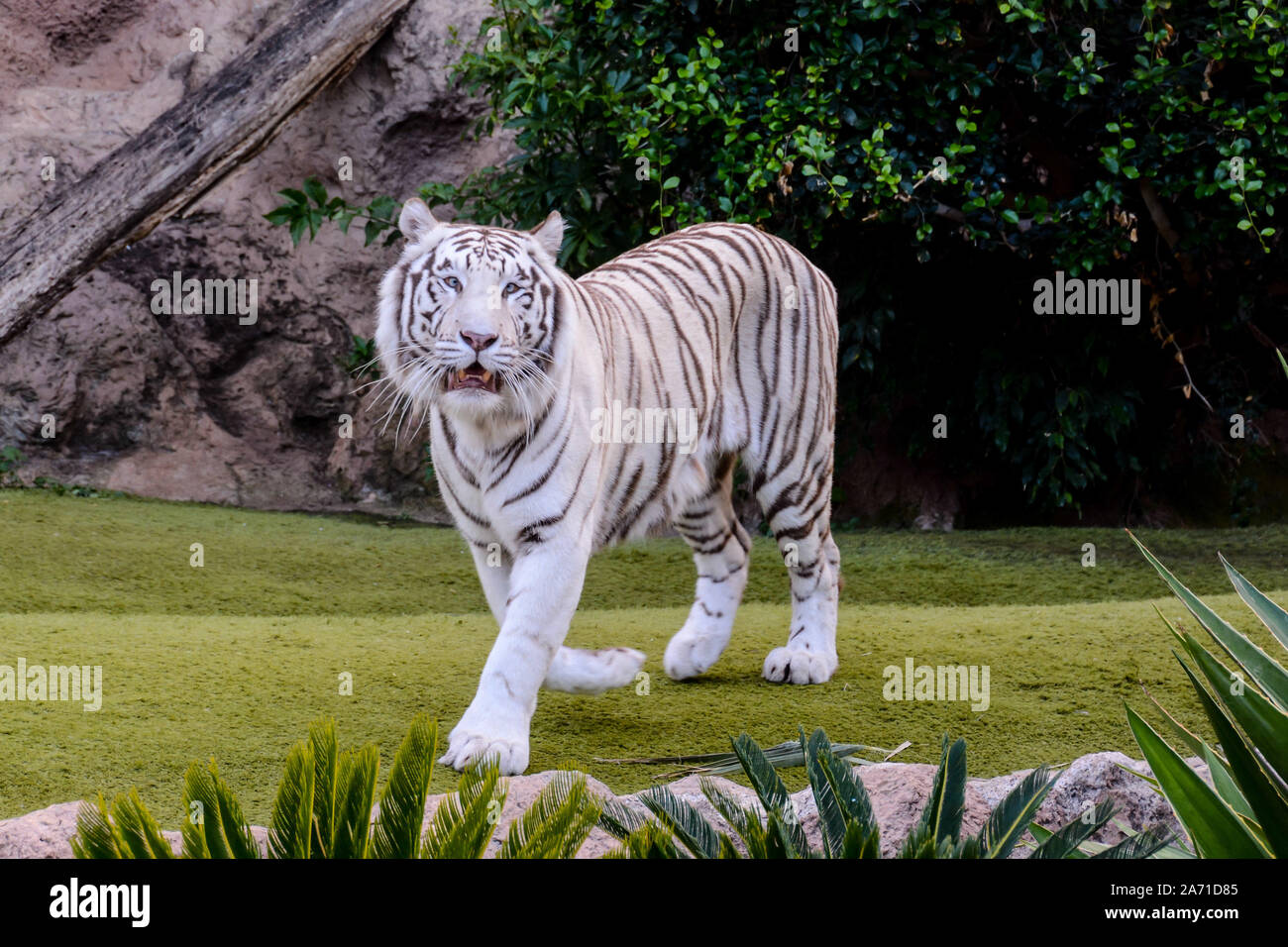 Photo Picture of a Rare White Striped Wild Tiger Stock Photo - Alamy