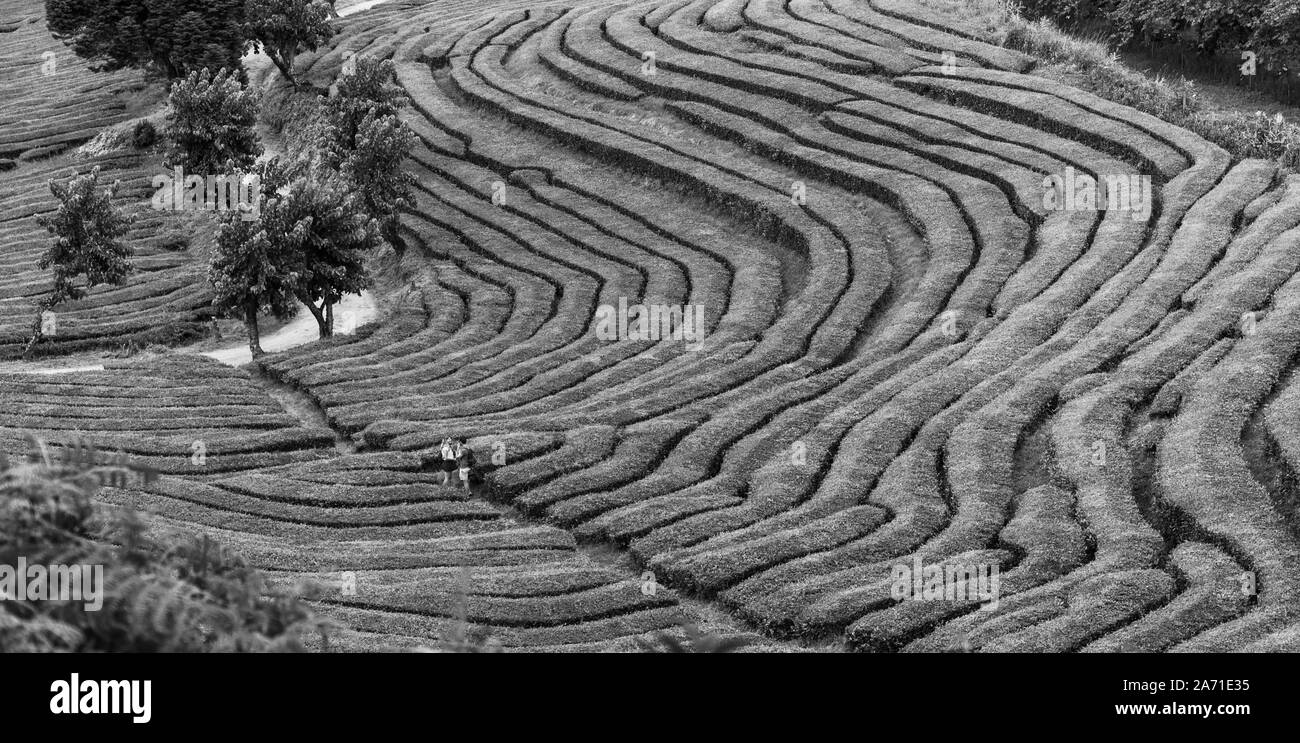 Green tea plantation Black and White Stock Photos & Images - Alamy