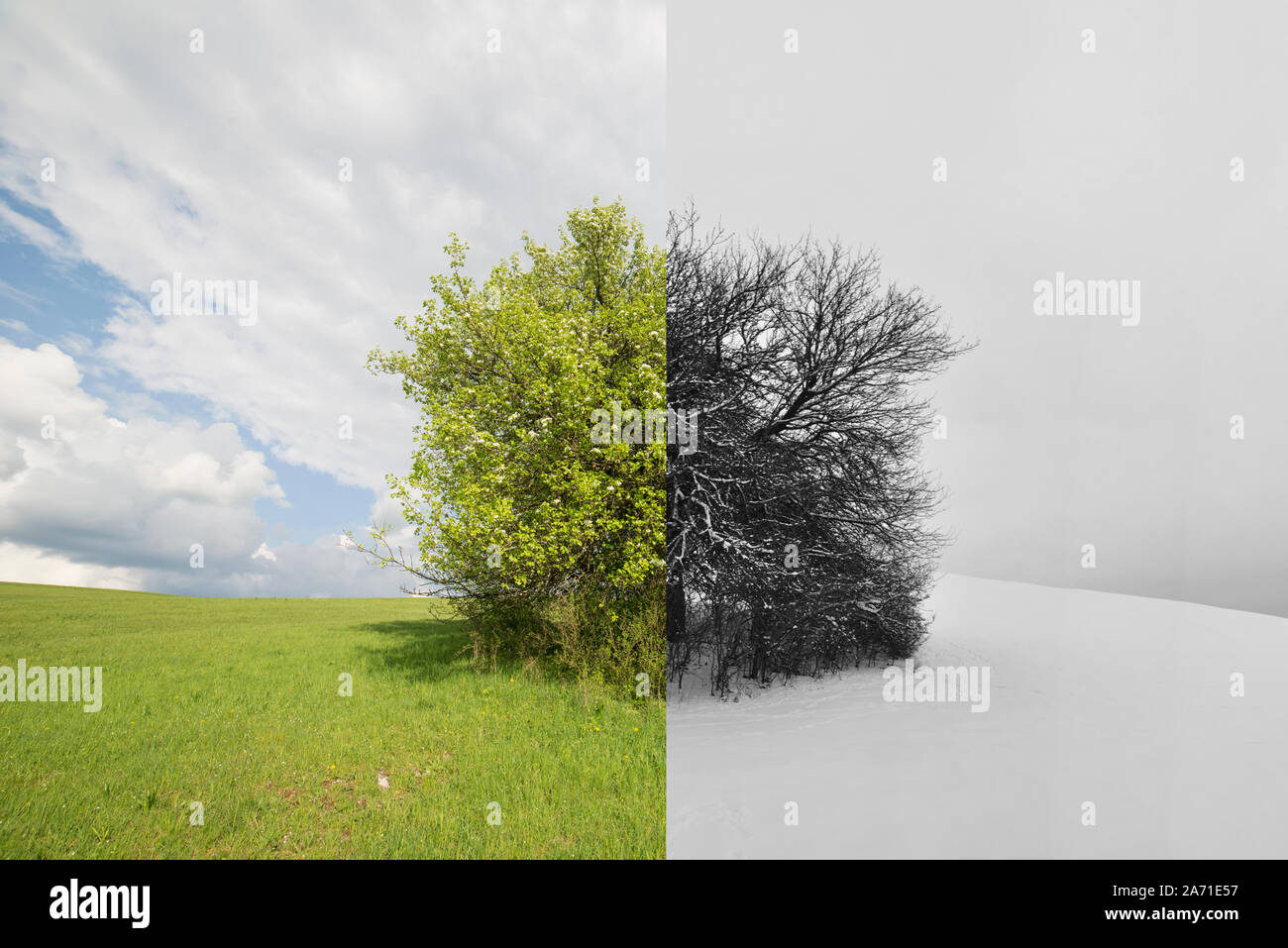 Winter and summer, tree divided by seasons of the year Stock Photo - Alamy