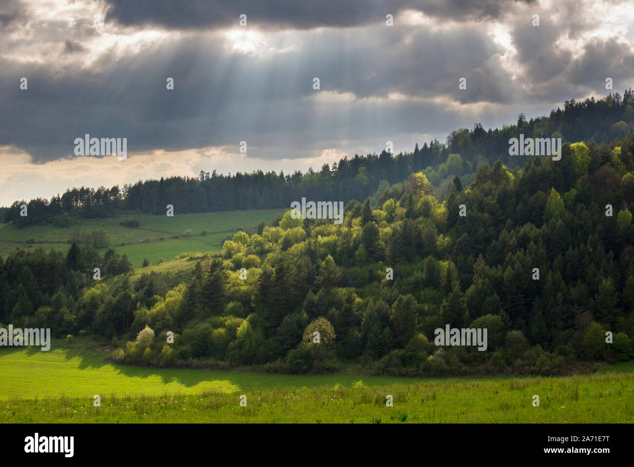 Light beams through clouds. Sun lit forest Stock Photo - Alamy