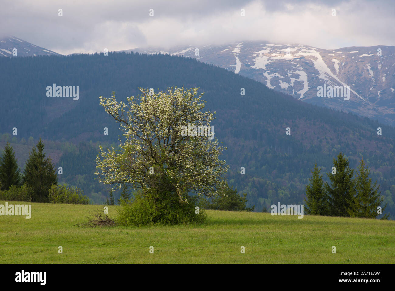 Wild pear tree hi-res stock photography and images - Alamy