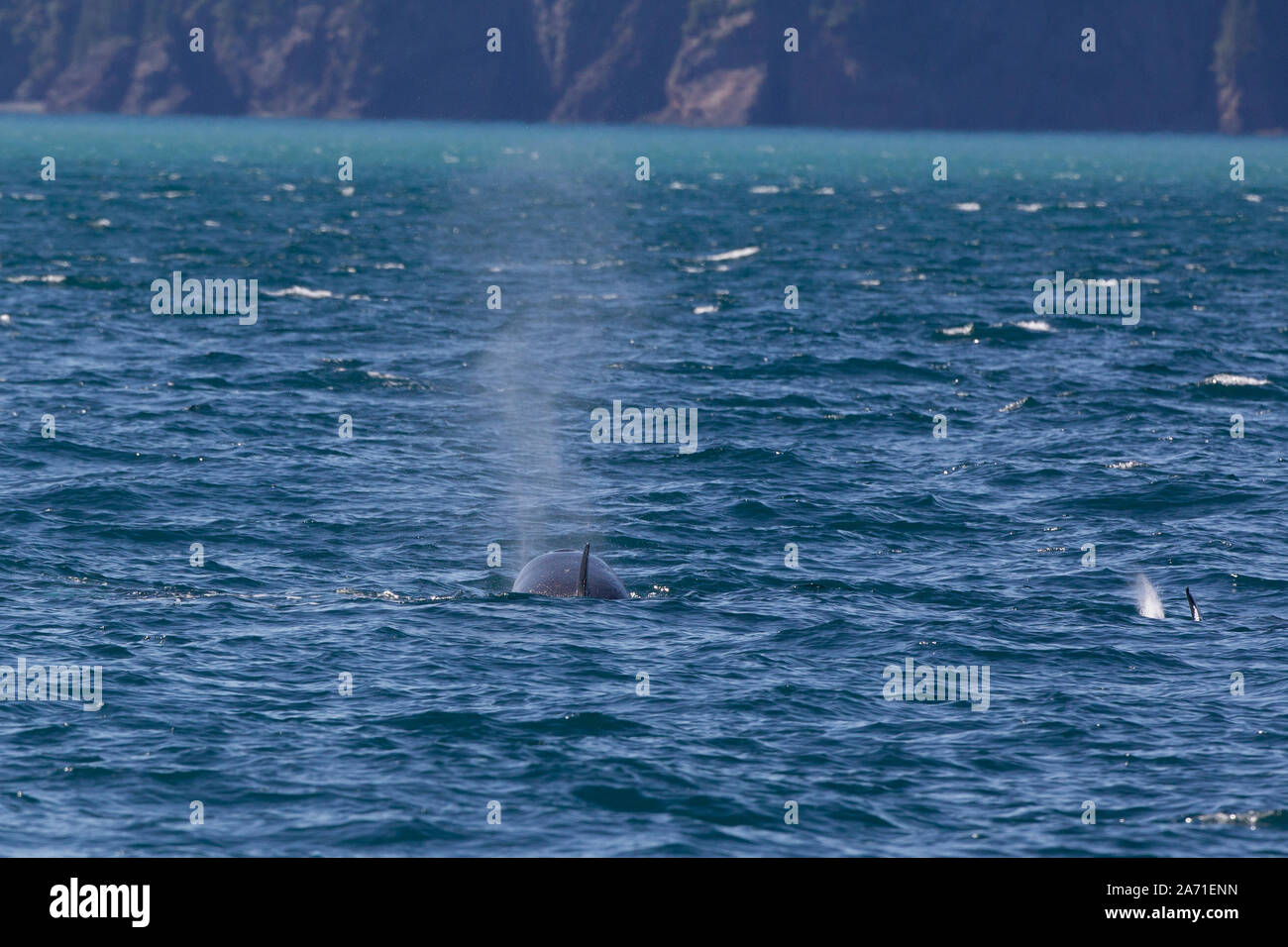 Kenai fjords national park seward alaska orcinus orca hi-res stock ...