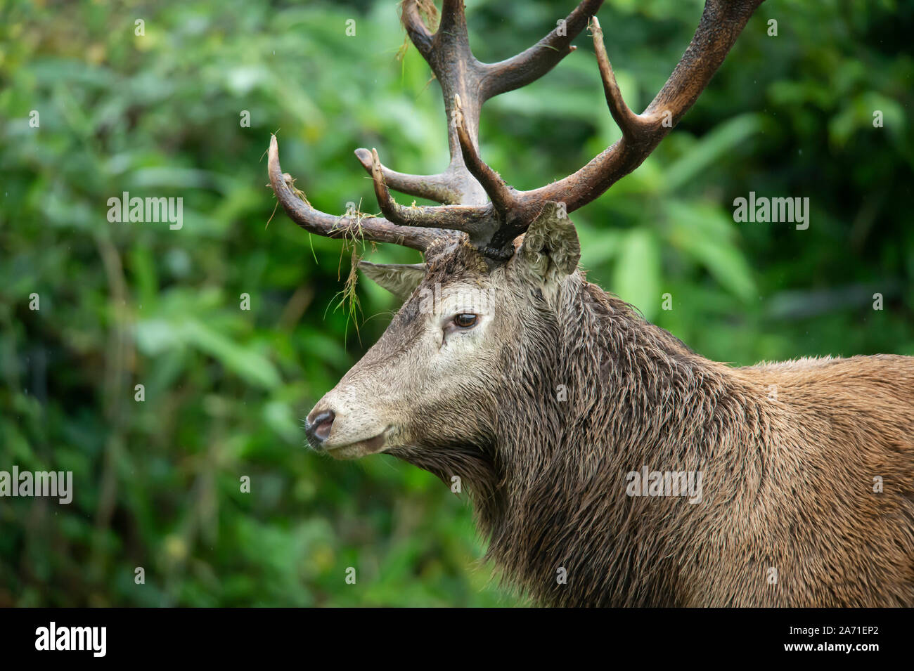 Parallel Walk Deer High Resolution Stock Photography and Images - Alamy