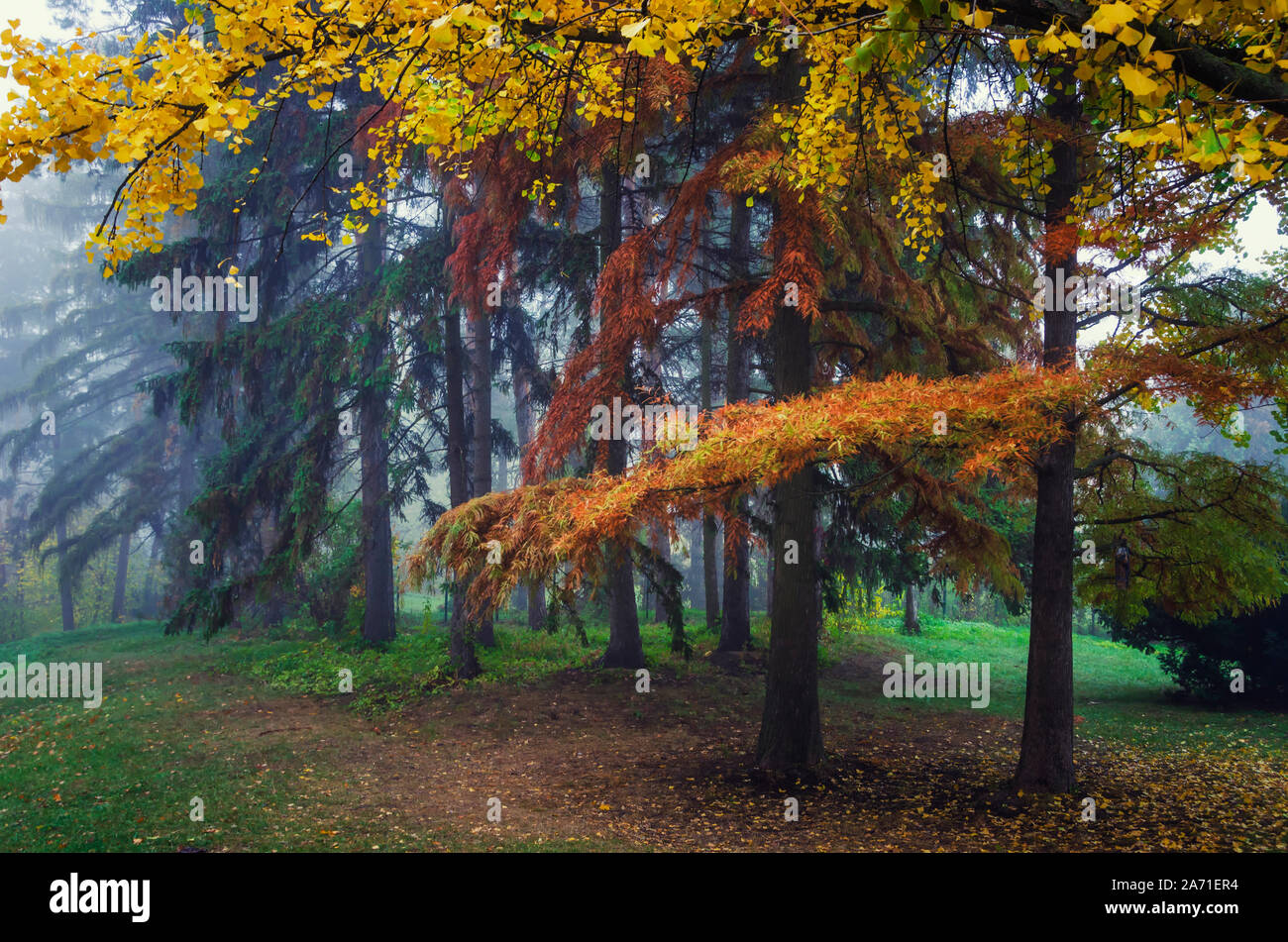 Multiple yellow trees hi-res stock photography and images - Alamy