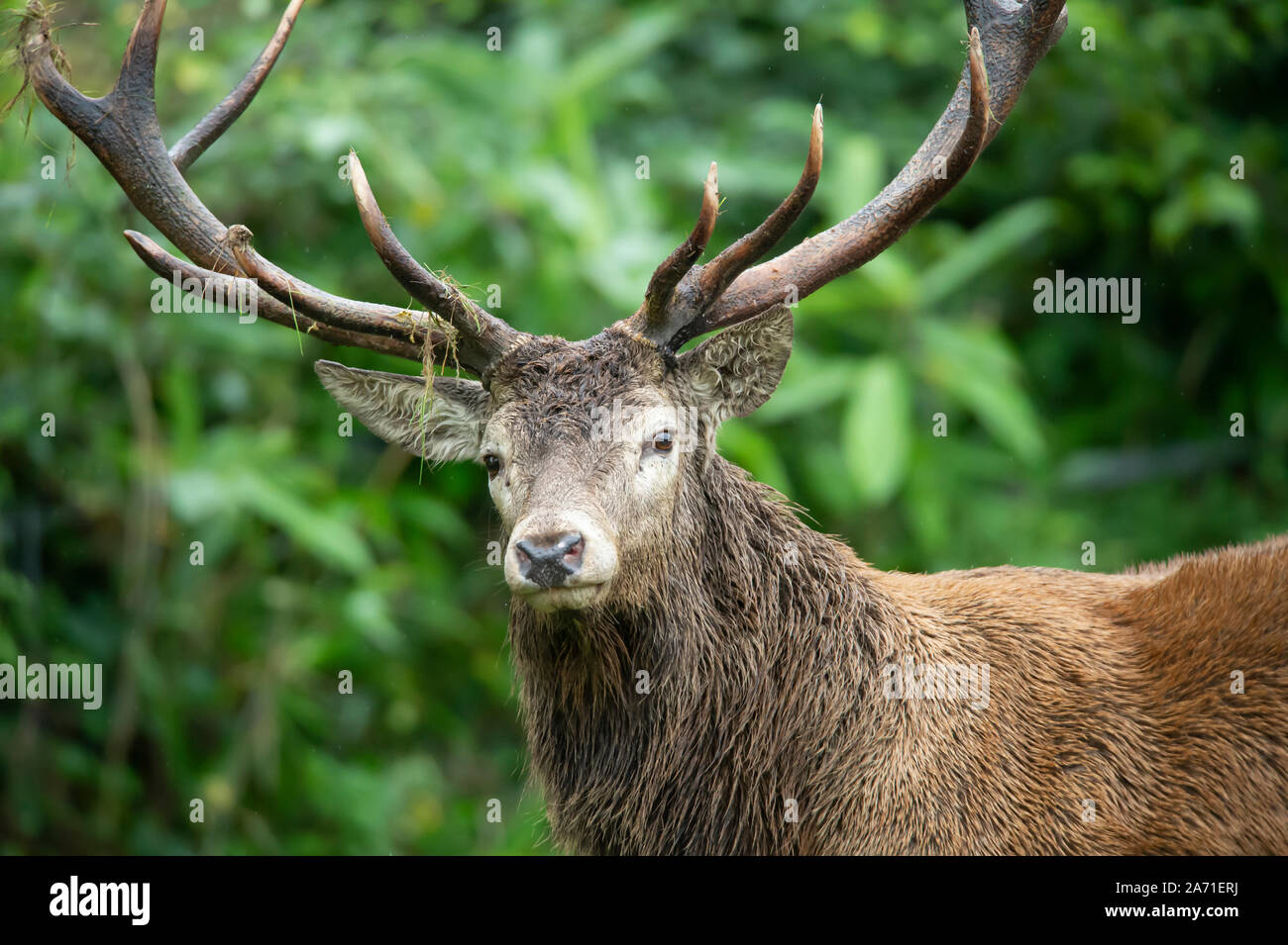 Red Deer Stag Stock Photo - Alamy