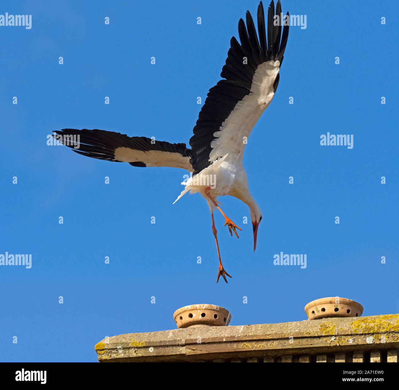 White stork on top house hi-res stock photography and images - Alamy