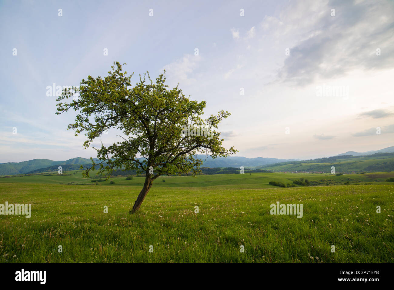 Lonely tree on a meadow Stock Photo - Alamy