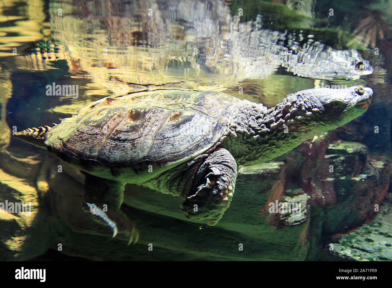 The common snapping turtle (Chelydra serpentina) is a large freshwater ...
