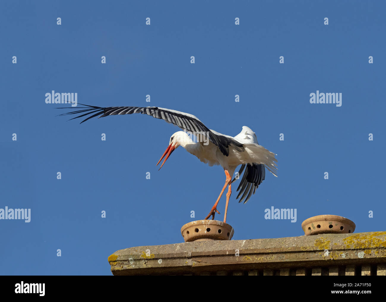 White Stork Ciconia ciconia Norfolk Stock Photo - Alamy