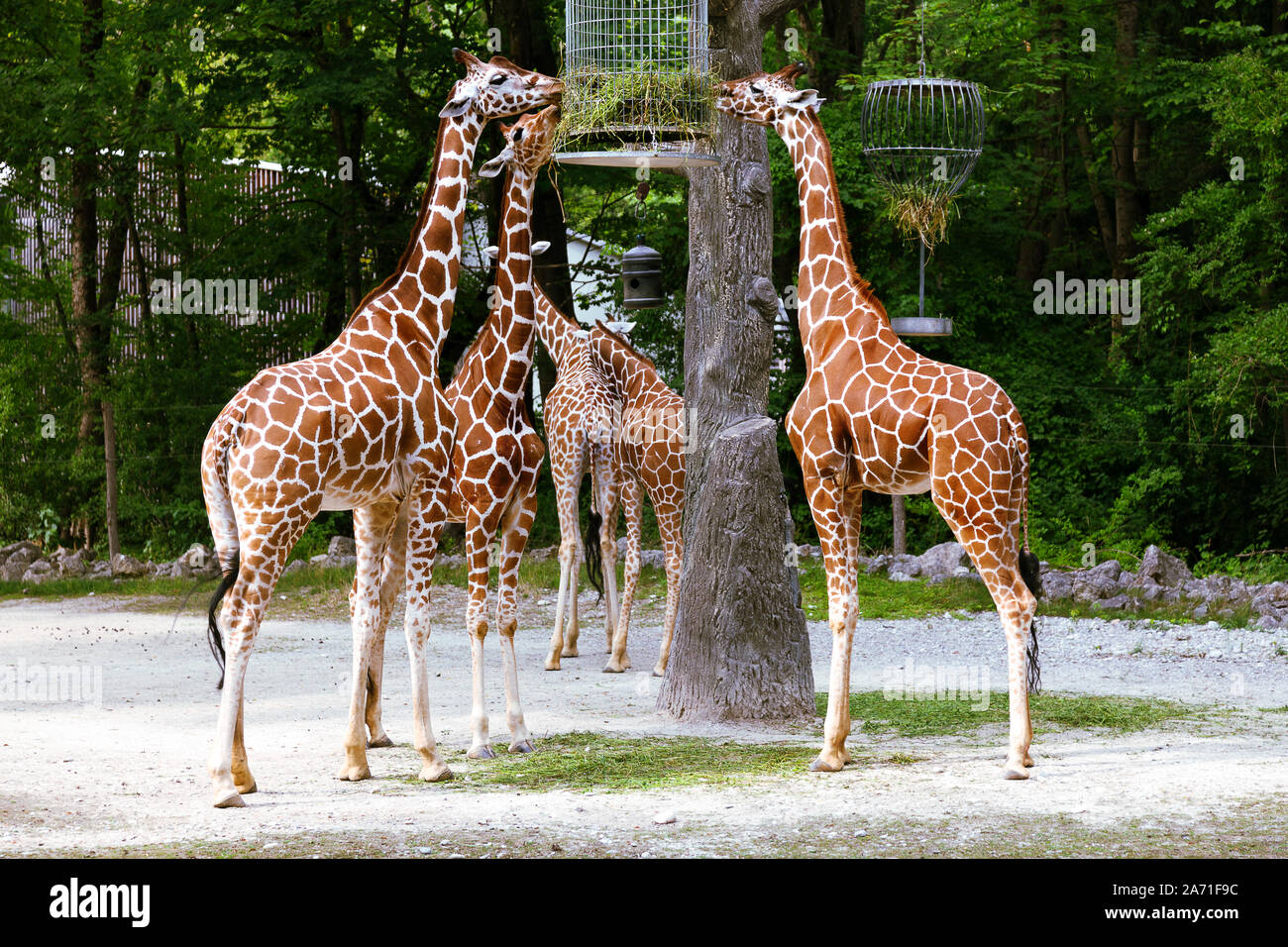 Giraffe giraffes feeder hi-res stock photography and images - Alamy