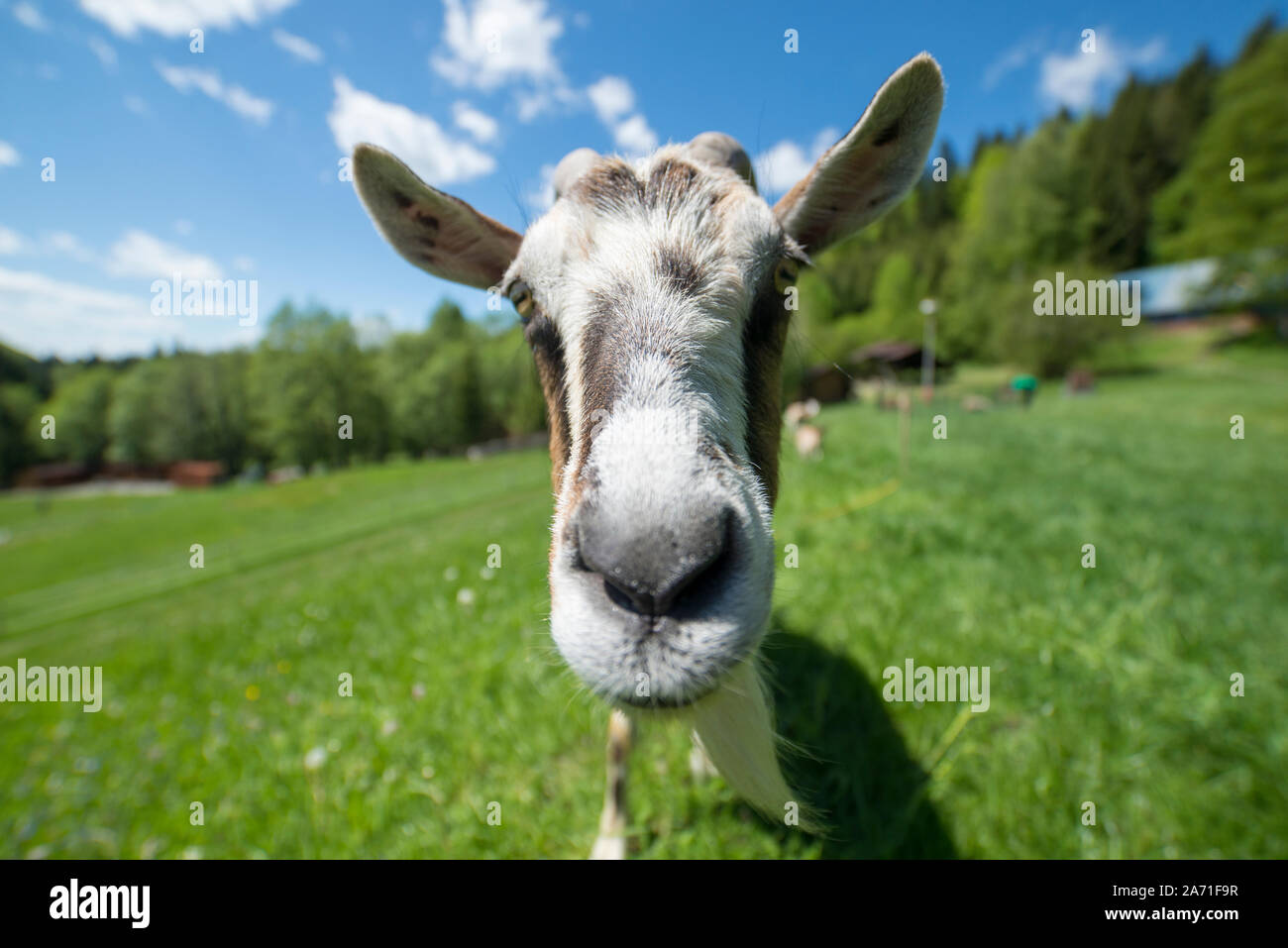Posing in front of camera hi-res stock photography and images - Alamy