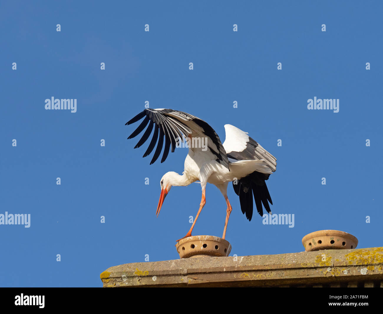 White stork long wingspan hi-res stock photography and images - Alamy