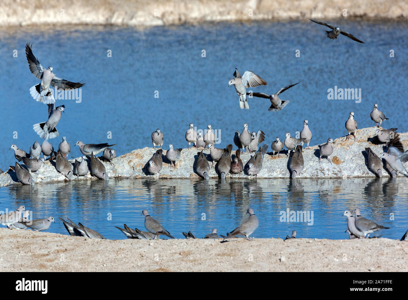 A flock of Cape Turtle Doves (Streptopelia capicola) feeding on a swarm ...