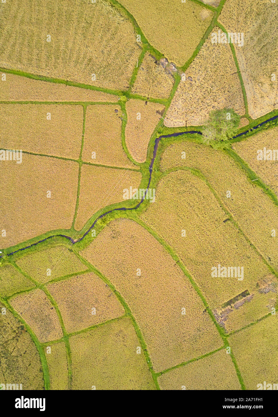 Paddy Plant Plantation Flat Lay Airscape Photo Stock Photo - Alamy