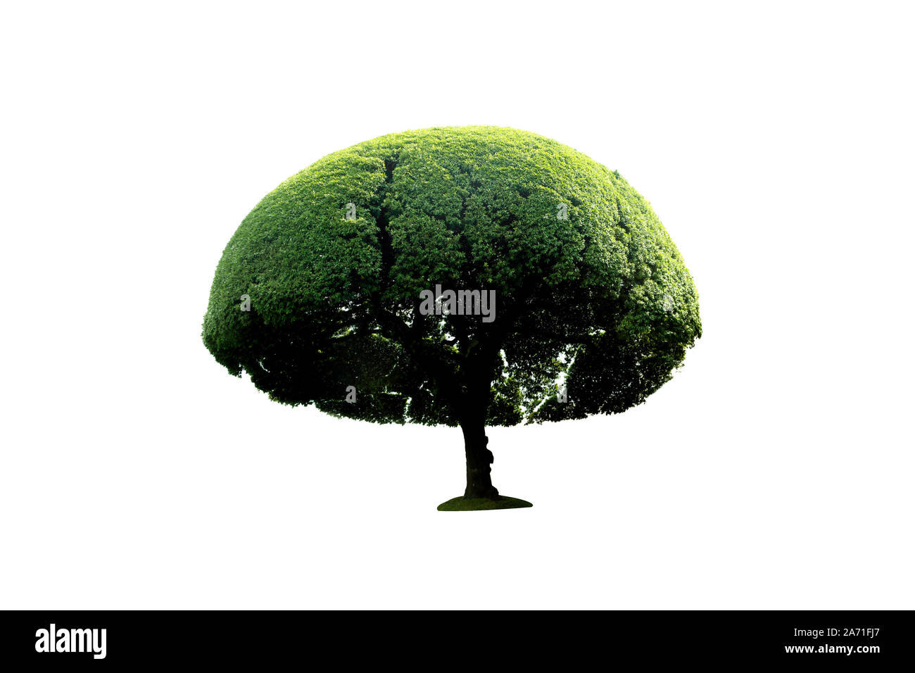 green round garden tree isolated on white background Stock Photo - Alamy