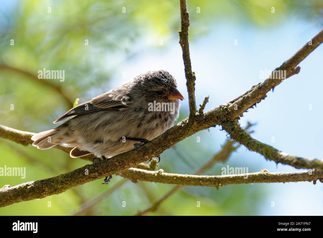 Darwin's finches hi-res stock photography and images - Alamy