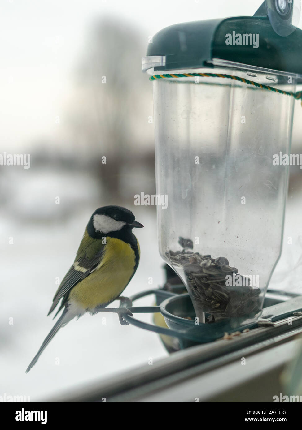 picture with bird feeder and bird outside the window Stock Photo - Alamy