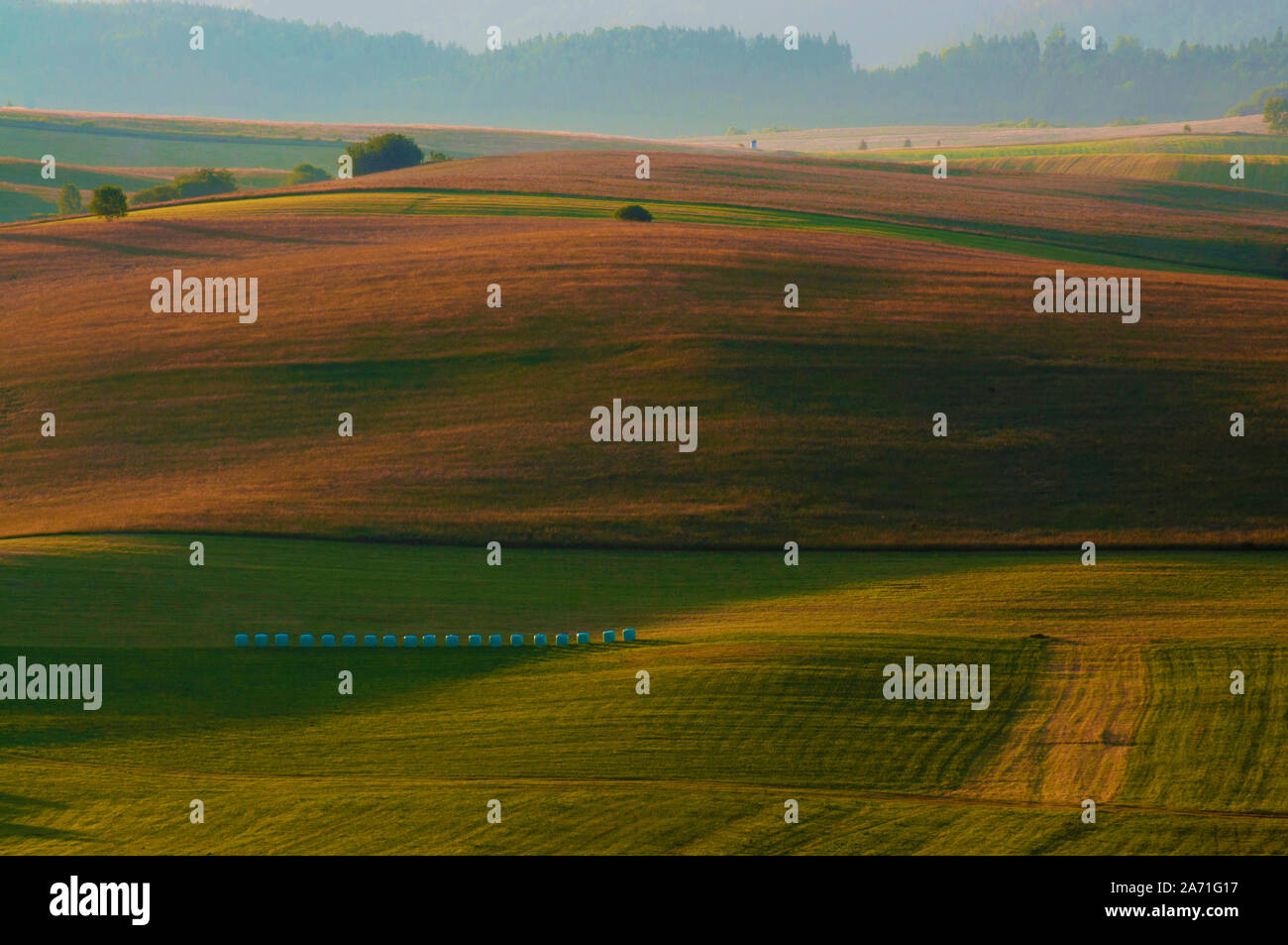 Wavy Field During Golden Hour Stock Photo - Alamy