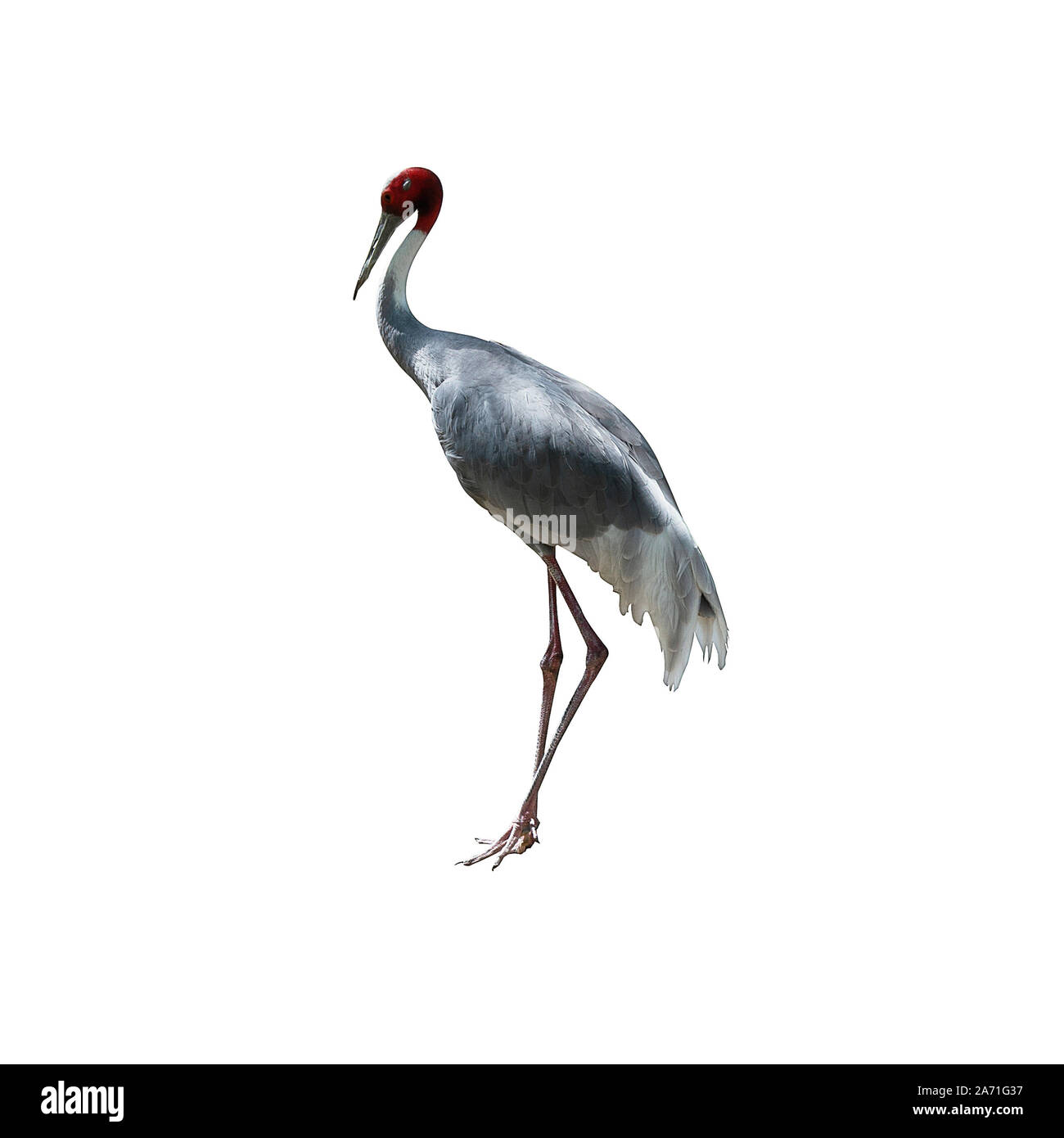 Sarus crane grus antigone bird Cut Out Stock Images & Pictures - Alamy