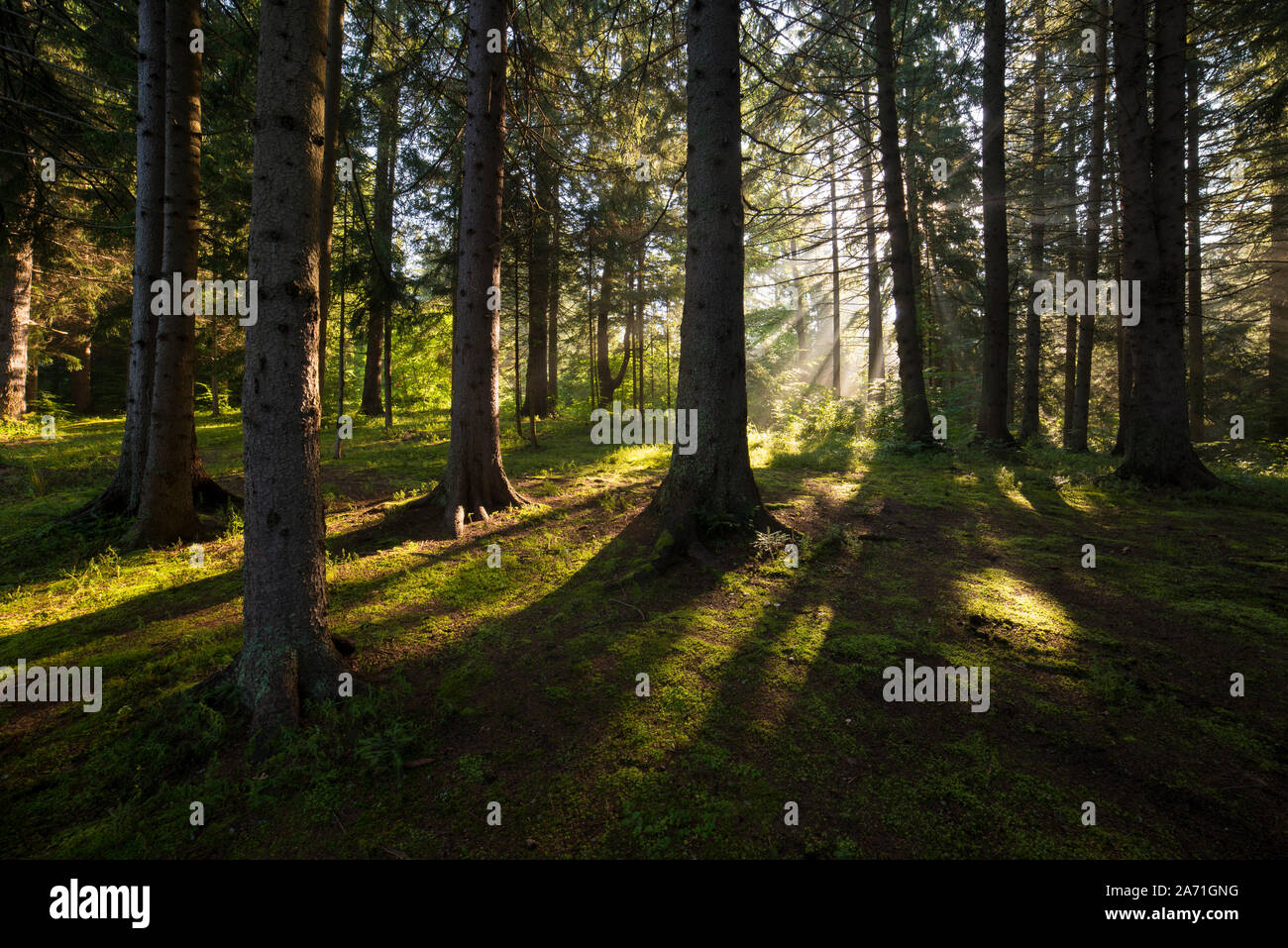 Sun rays shining through the trees in the forest Stock Photo - Alamy