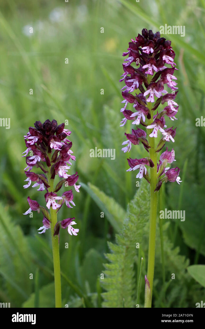 Neotinea tridentata - wild orchid Stock Photo - Alamy