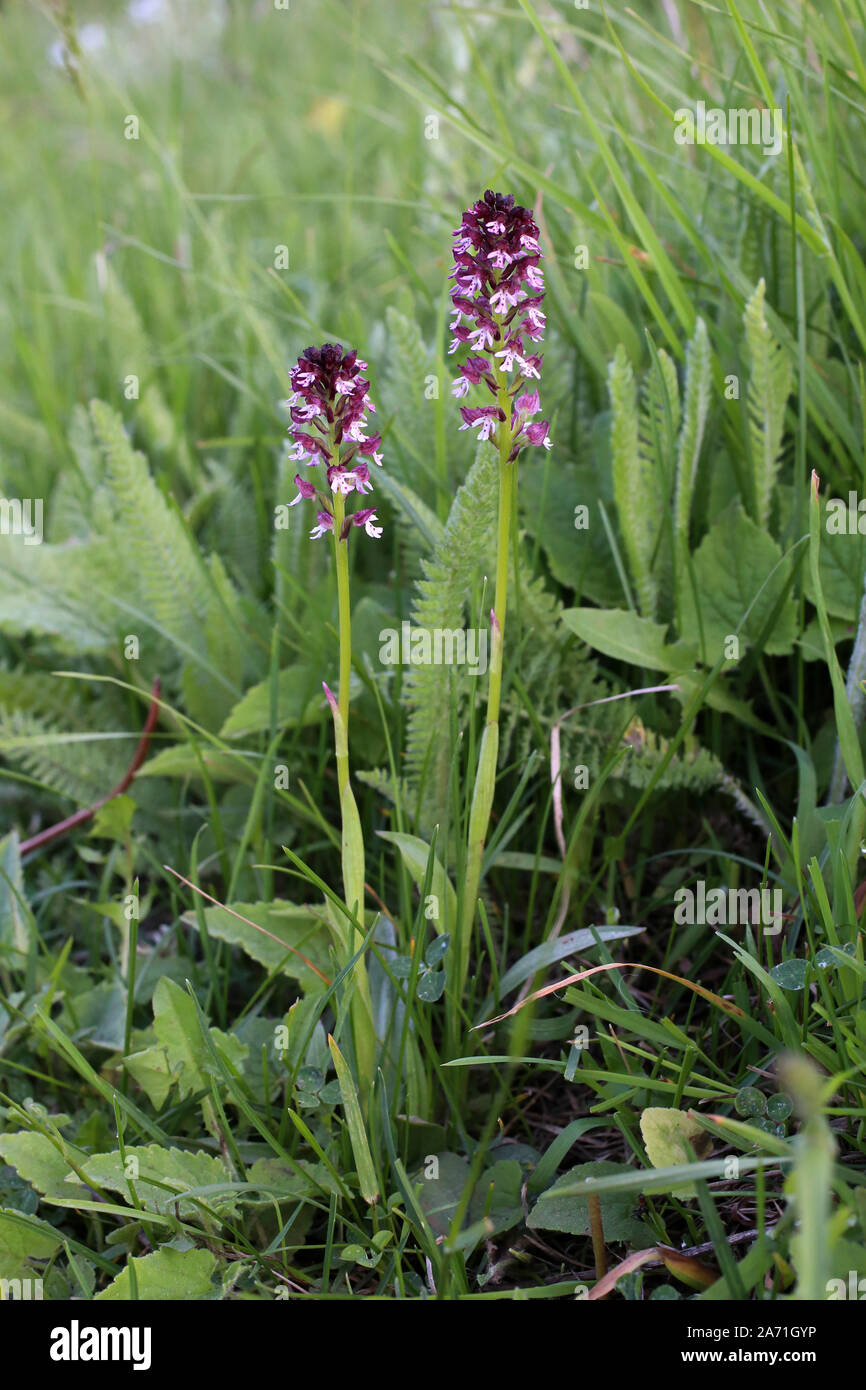 Neotinea tridentata - wild orchid Stock Photo - Alamy