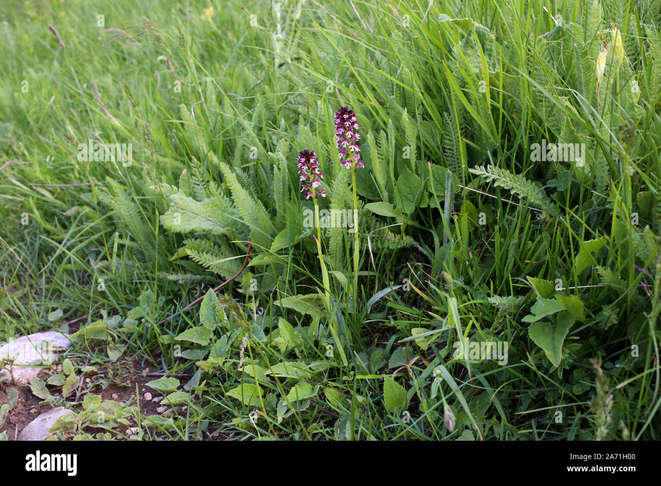 Neotinea tridentata - wild orchid Stock Photo - Alamy