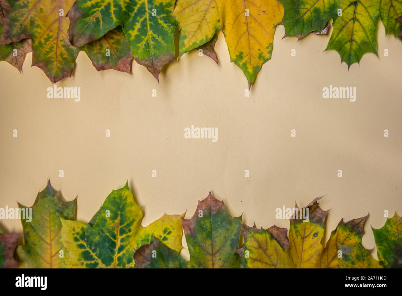 Colorful autumn leaves on pale yellow background, blank template, frame ...