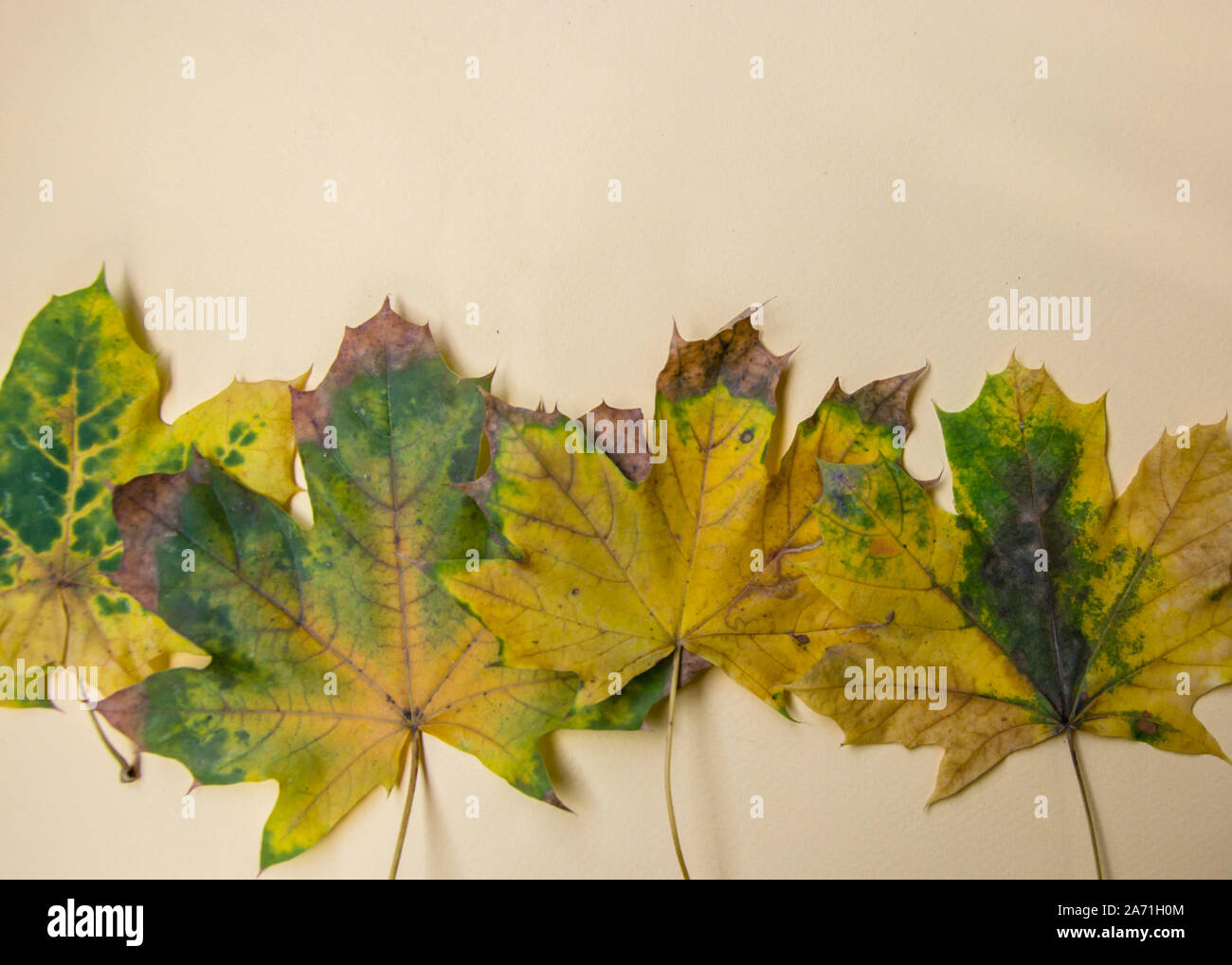 Colorful autumn leaves on pale yellow background, blank template, frame ...