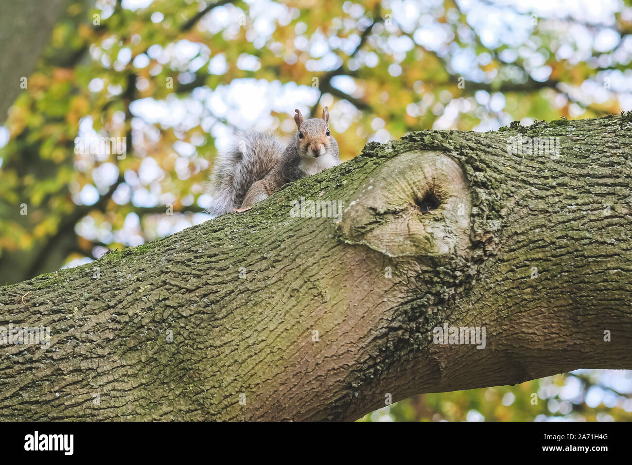 squirrel on a tree Stock Photo - Alamy