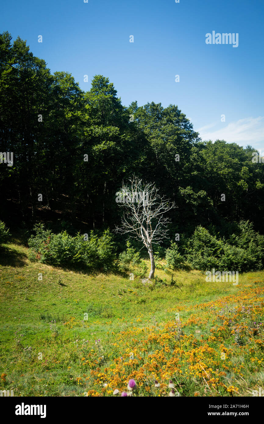 Withered tree hi-res stock photography and images - Alamy