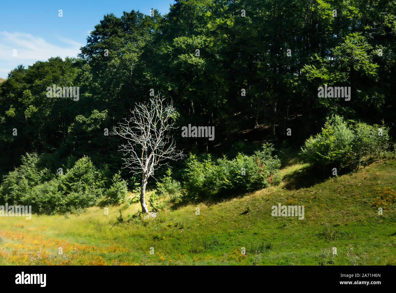 Withered tree hi-res stock photography and images - Alamy
