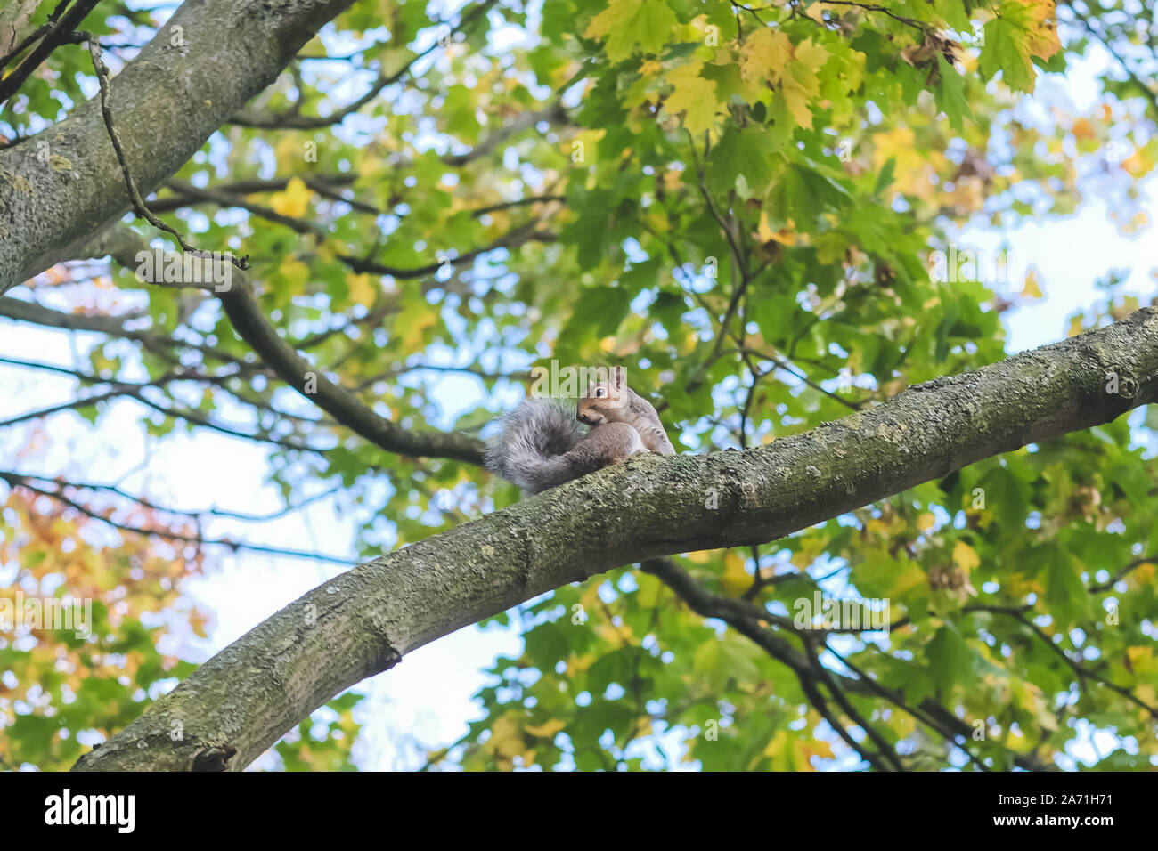 squirrel on a tree Stock Photo - Alamy