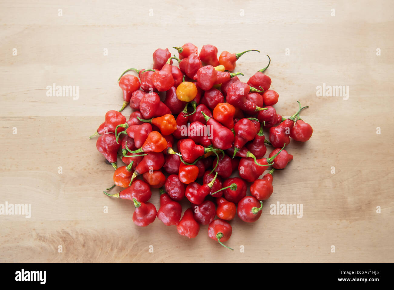 Red Australian Lantern Pepper Capsicum Chinense Little Rubber Nipple ...