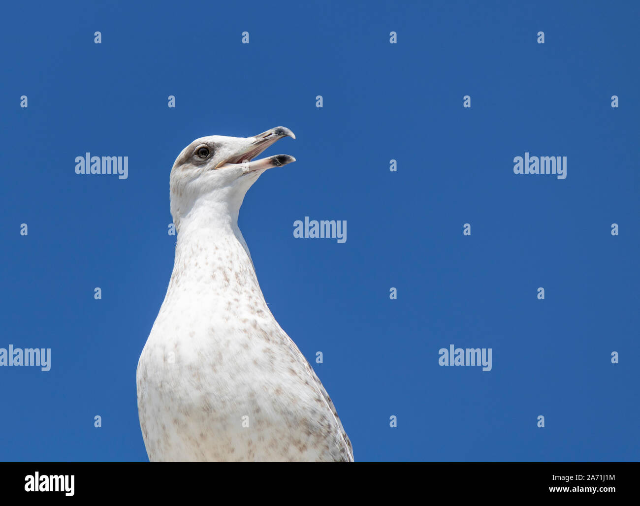 Seagull wide open gape hi-res stock photography and images - Alamy
