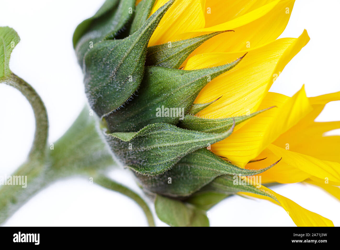Simple sunflower hi-res stock photography and images - Alamy