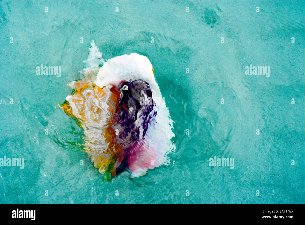 Conch shell underwater. Bahamas Stock Photo - Alamy