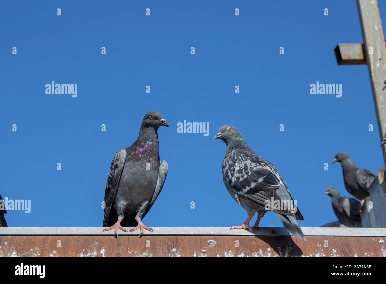 White bars on wings hi-res stock photography and images - Alamy