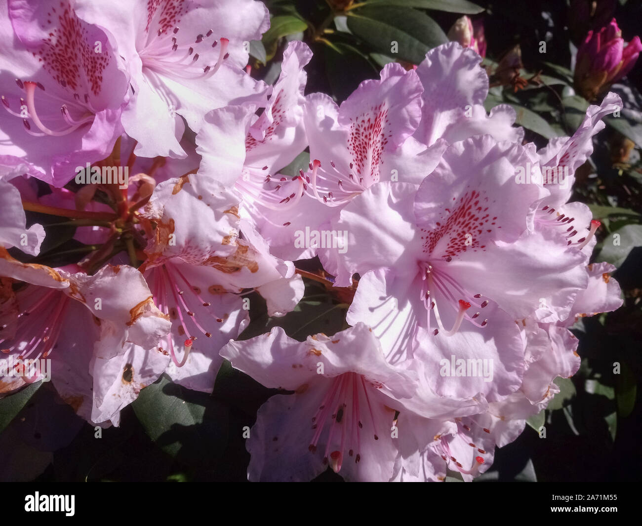 Detailed capture of the form and pink colors of Rhododendron flowers in ...