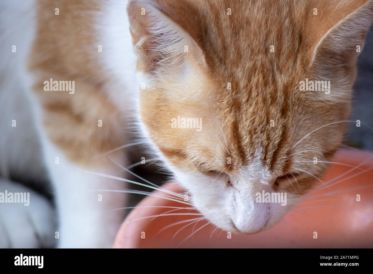 Cat in its eating hi-res stock photography and images - Alamy