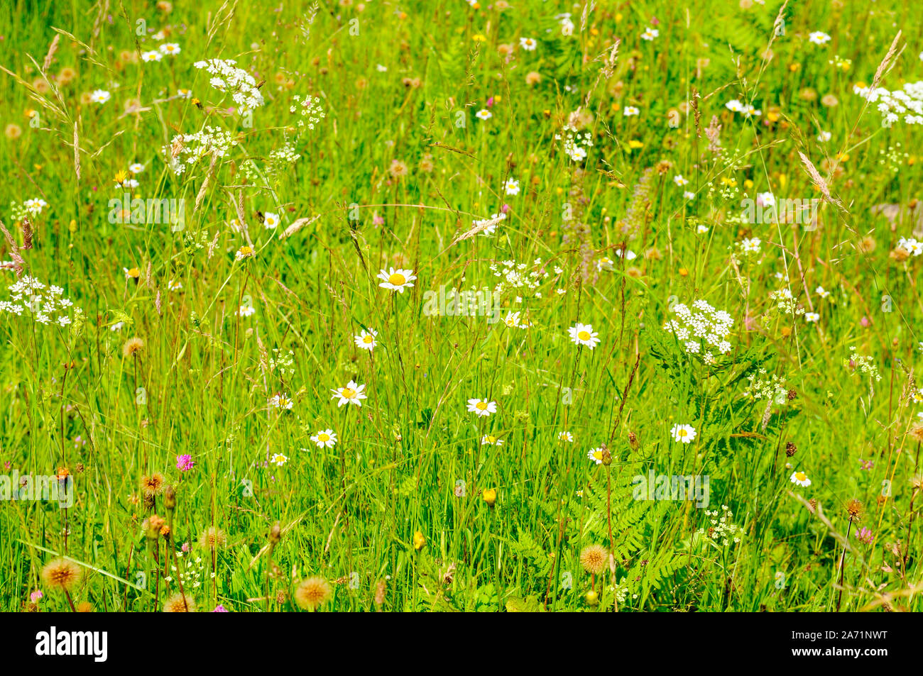 Green grass background texture. Element of design Stock Photo - Alamy