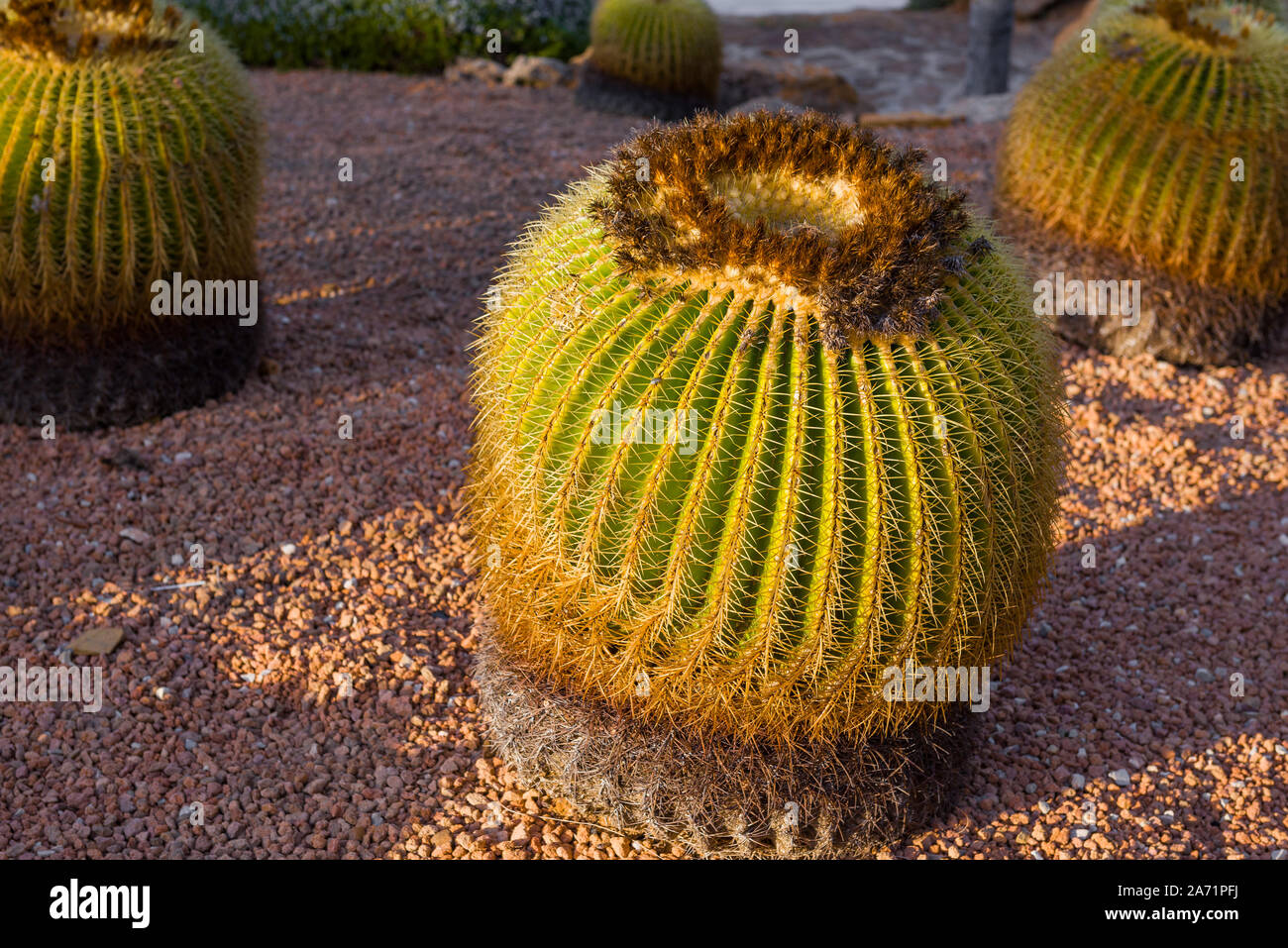 Tropical cactus balls growing on street. Menorca island, Spain Stock ...