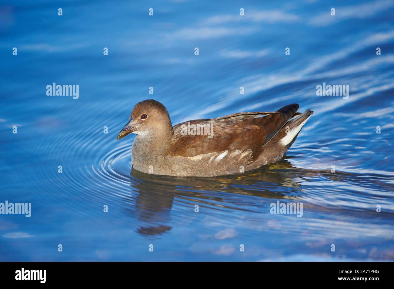 Female moorhen hi-res stock photography and images - Alamy
