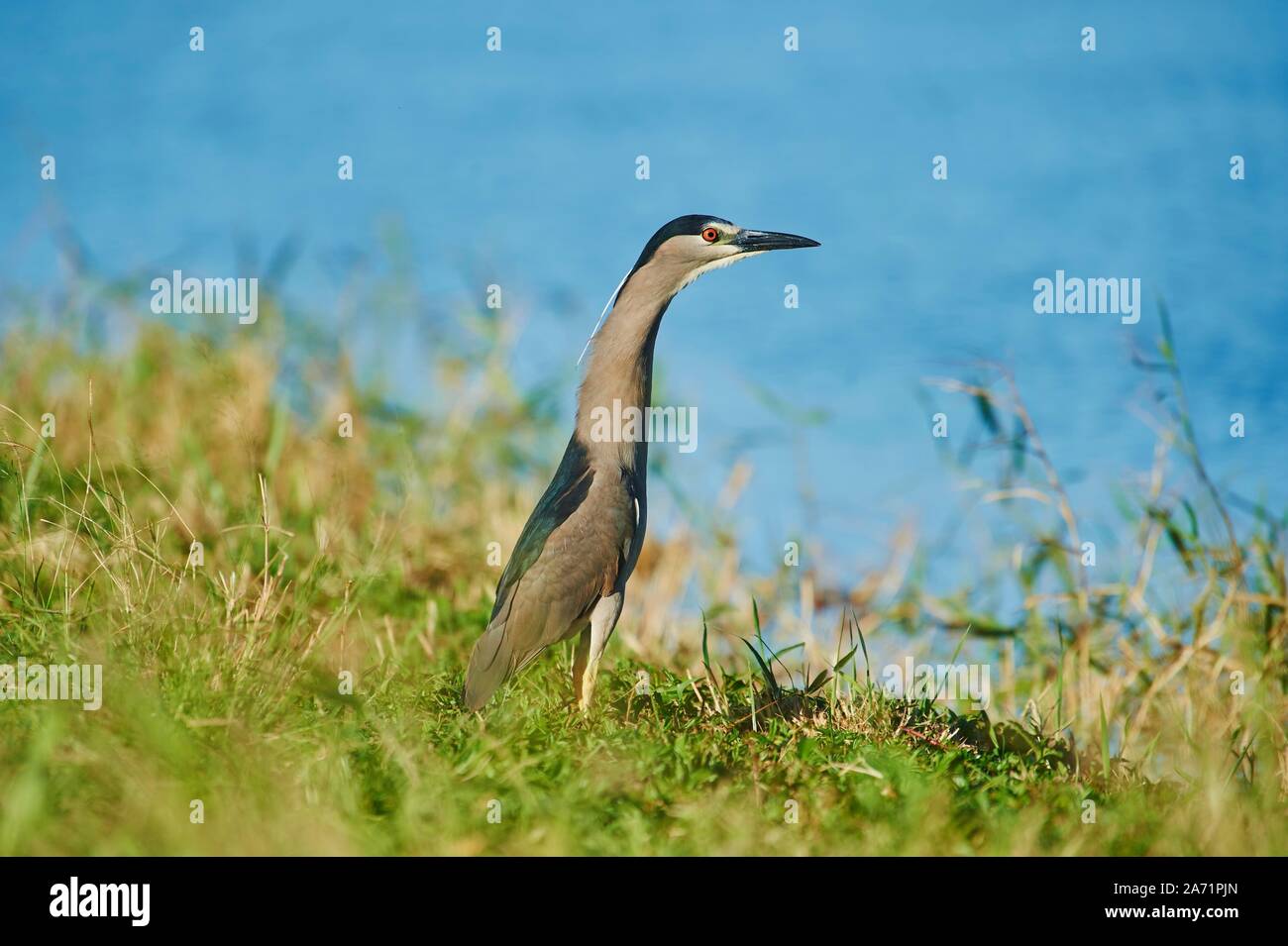 Black-crowned night heron (Nycticorax nycticorax), at shore, Hawaiian ...