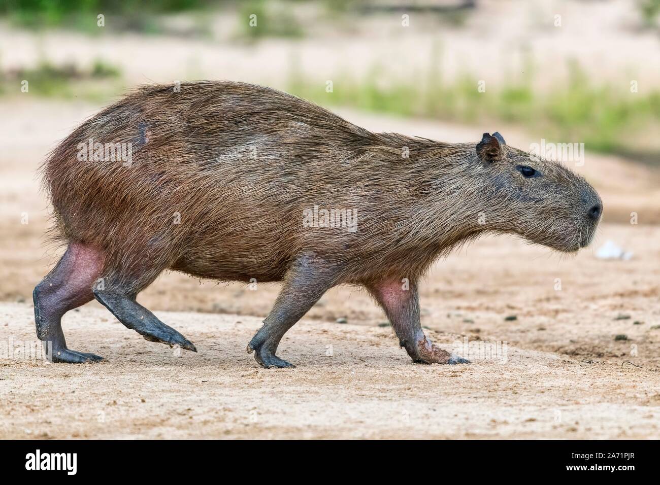 Walk on sandbank hi-res stock photography and images - Alamy